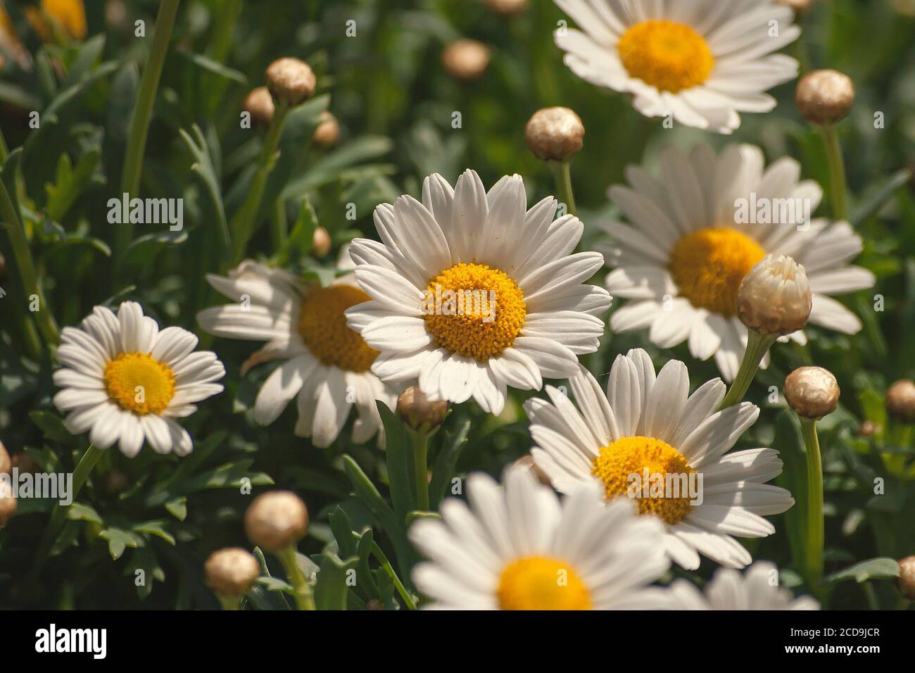 White margarites High Resolution Stock Photography and Images - Alamy