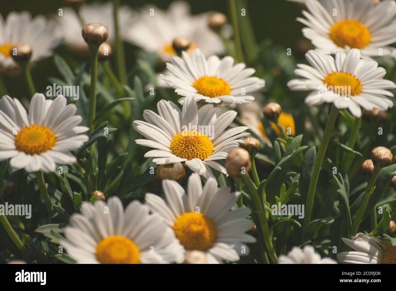 White margarites High Resolution Stock Photography and Images - Alamy