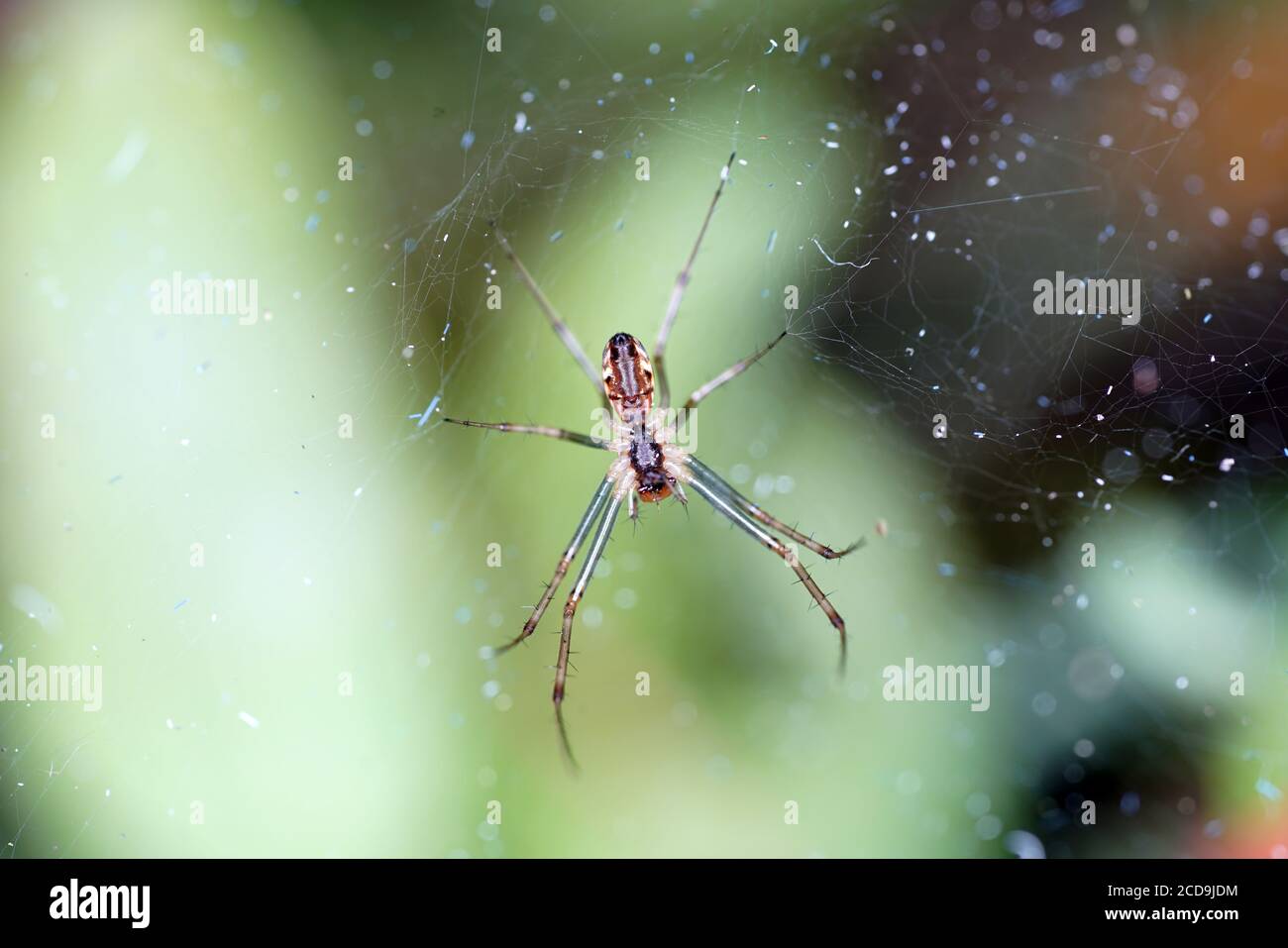Giant spider hanging from it's web Stock Photo - Alamy