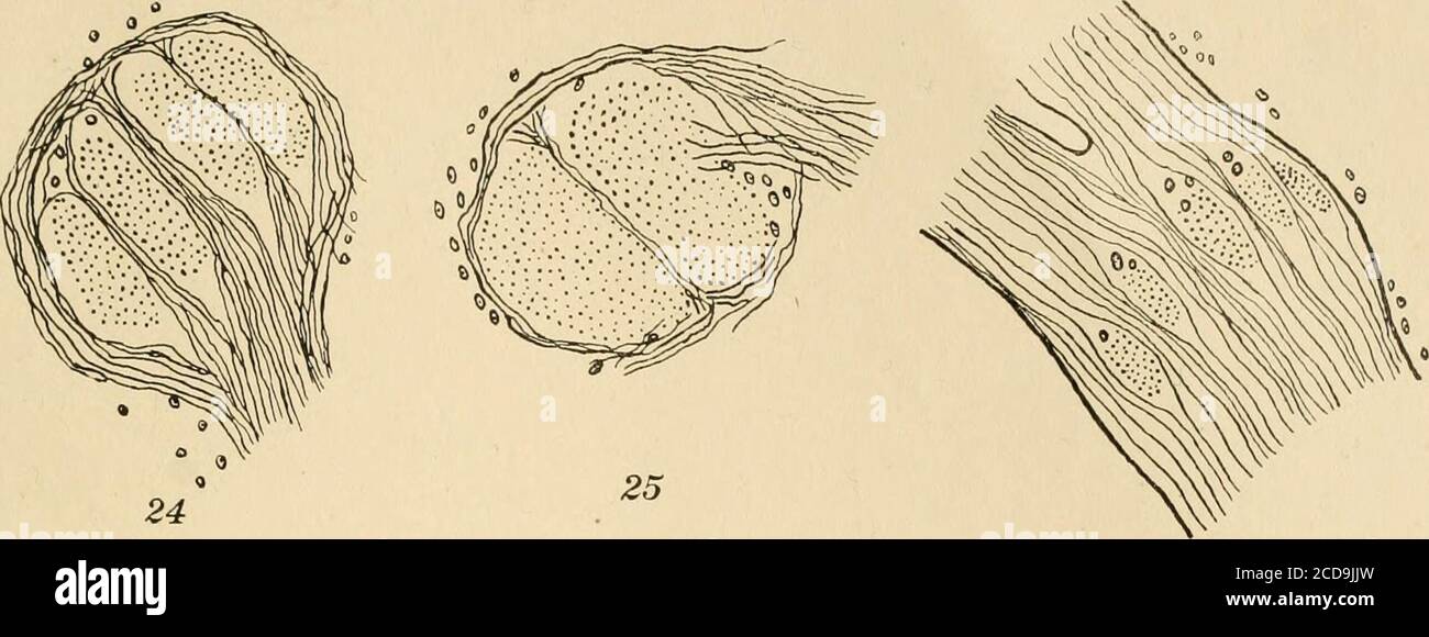 . Journal of comparative neurology . shroom body, showing thedivision ...