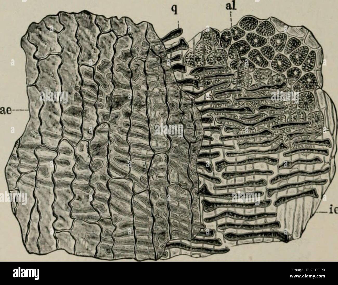 Fruit parenchyma cell hi-res stock photography and images - Alamy