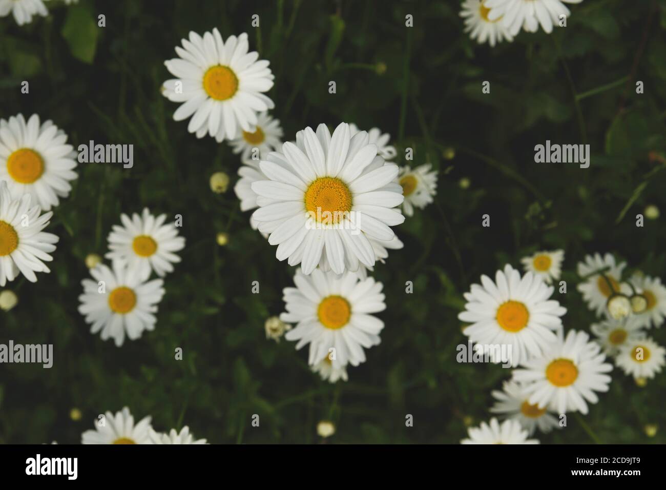 White margarites High Resolution Stock Photography and Images - Alamy