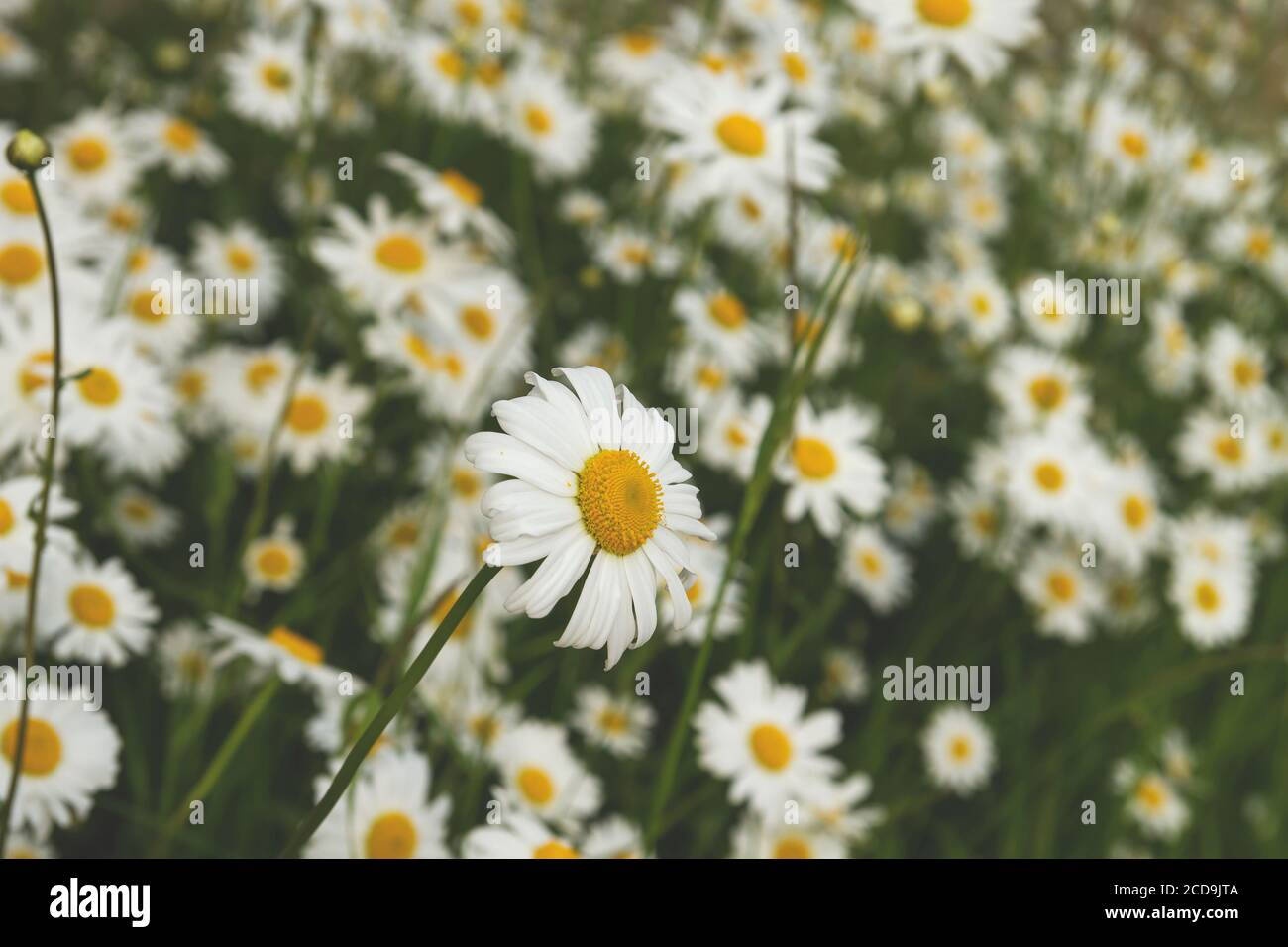 Daisy white flowers Stock Photo - Alamy