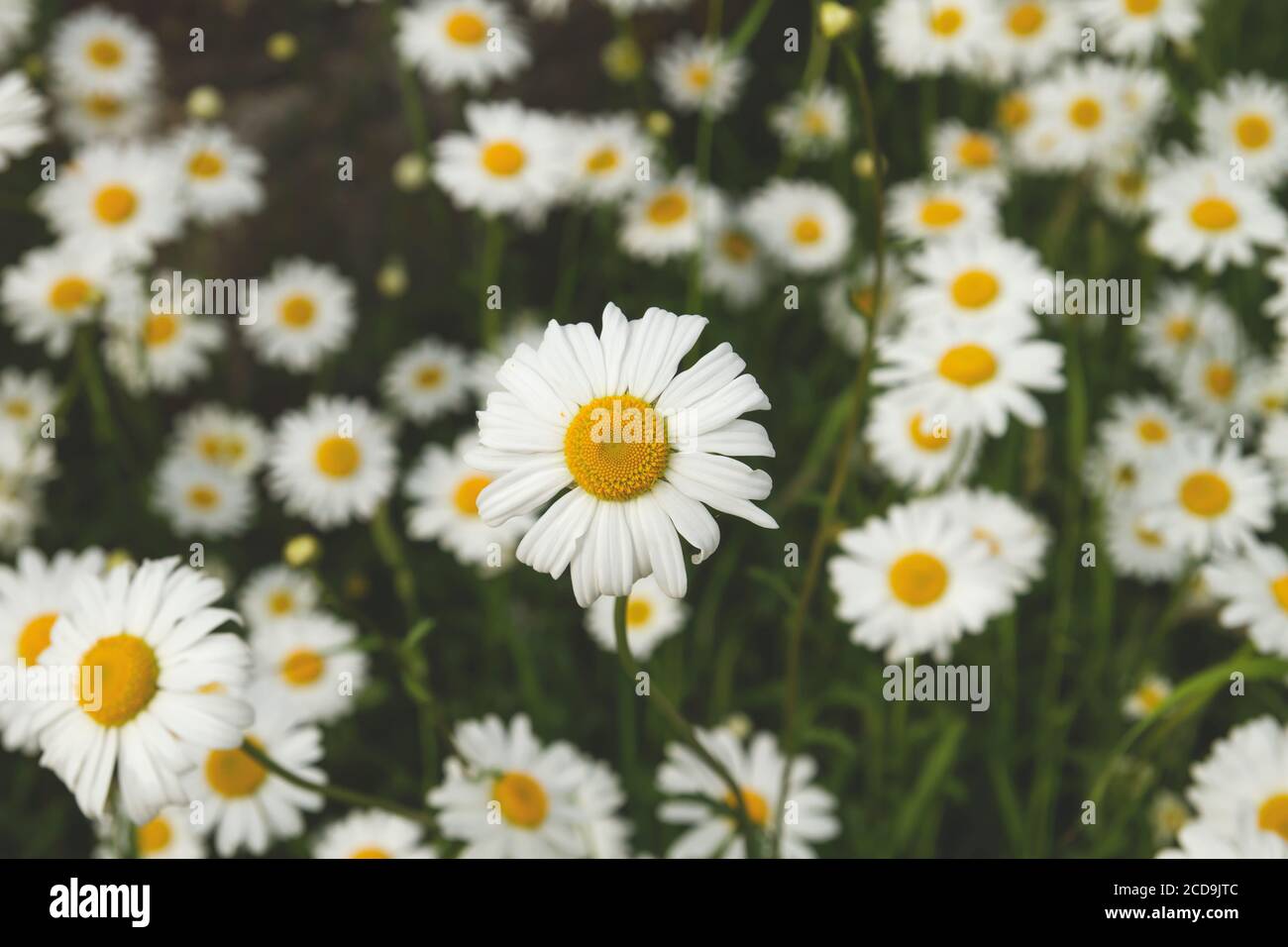 White margarites hi-res stock photography and images - Alamy