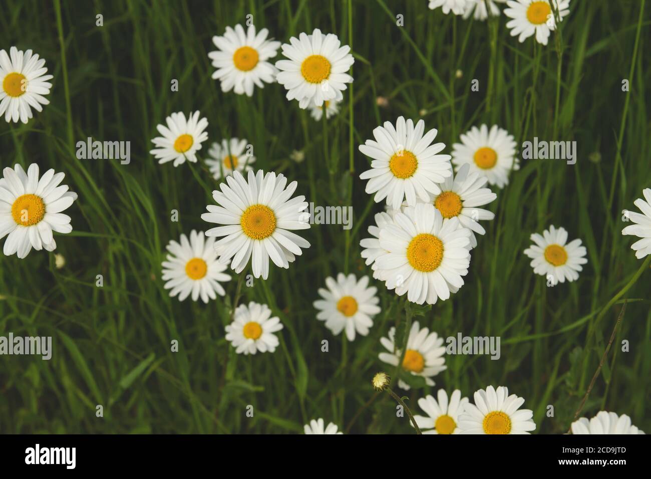 White margarites High Resolution Stock Photography and Images - Alamy