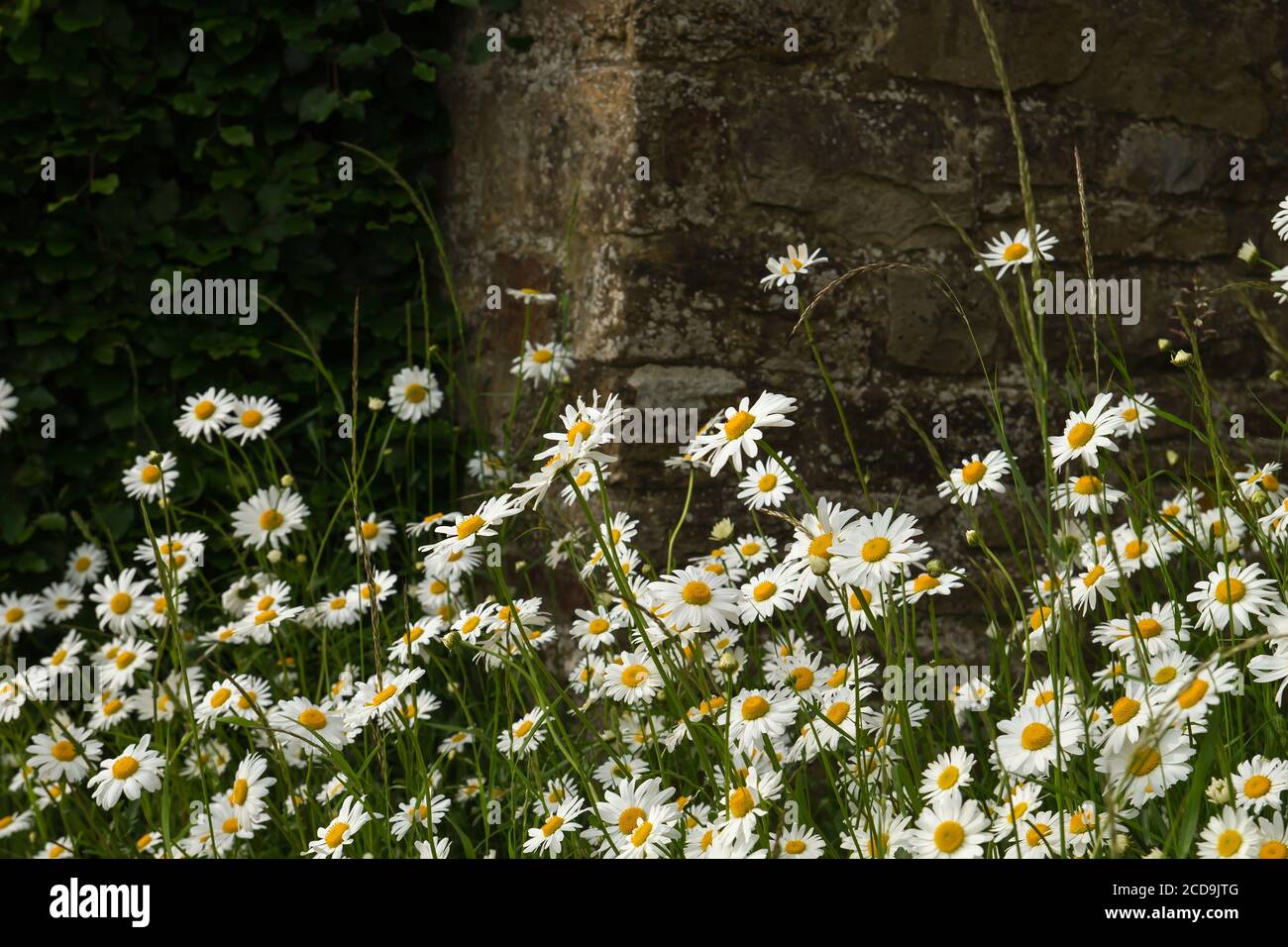White margarites High Resolution Stock Photography and Images - Alamy