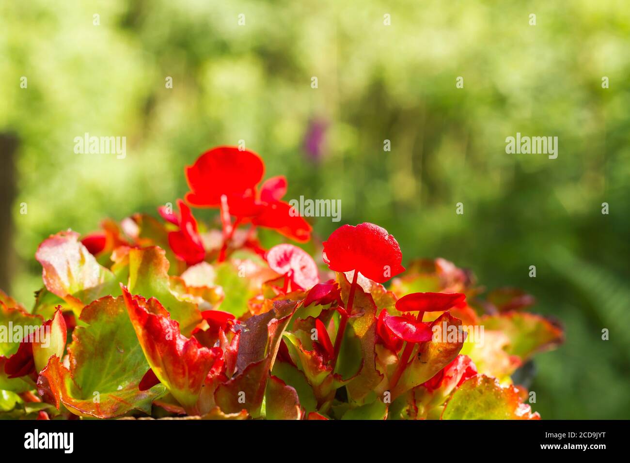 Begonia red flowers Stock Photo - Alamy