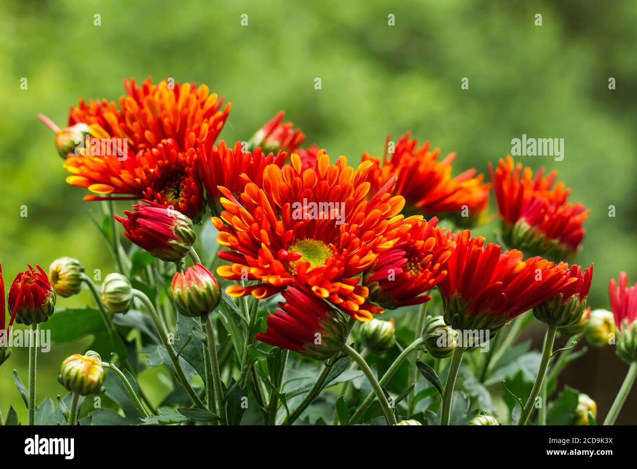 Red and orange mums hi-res stock photography and images - Alamy