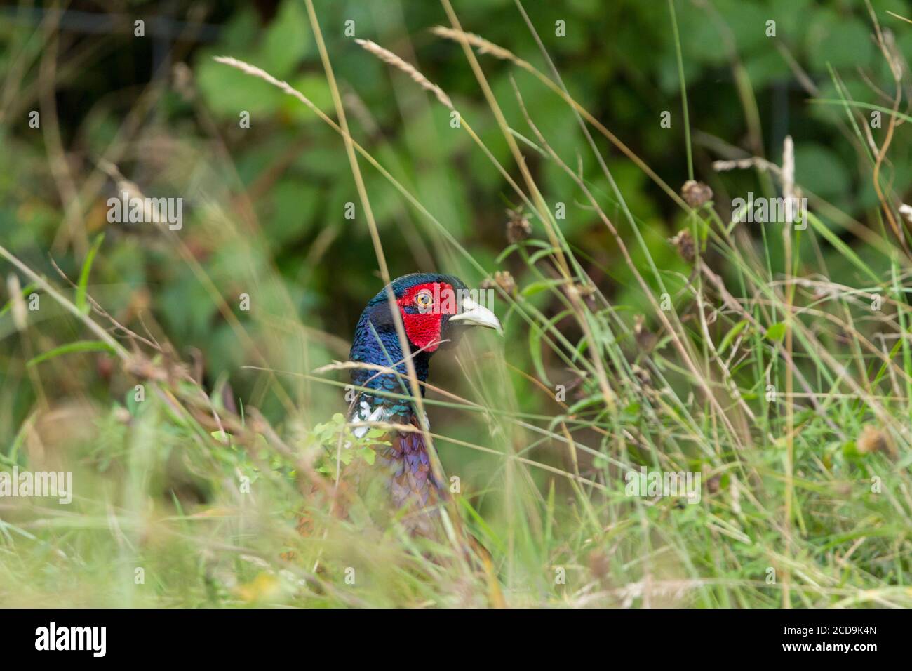 Pheasant Phasianus colchicusin in cover of grass male red wattle blue ...