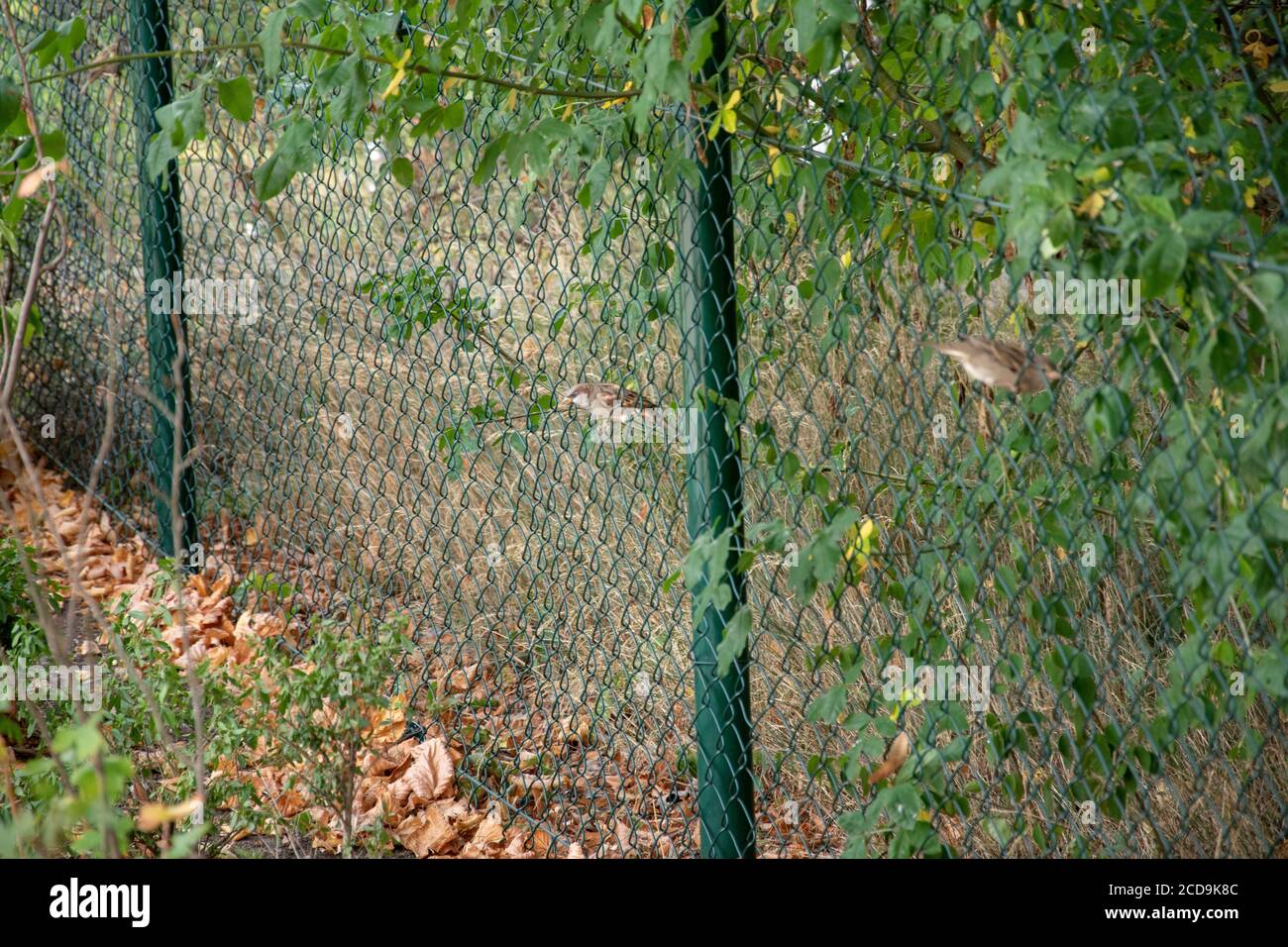 Chain-link green fence on background of a tree Stock Photo - Alamy