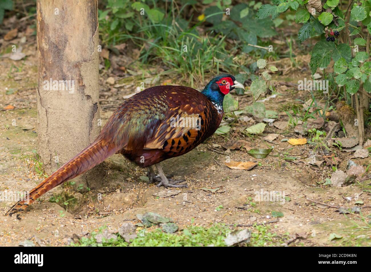 Male pheasant shows long barred orange tail hi-res stock photography ...