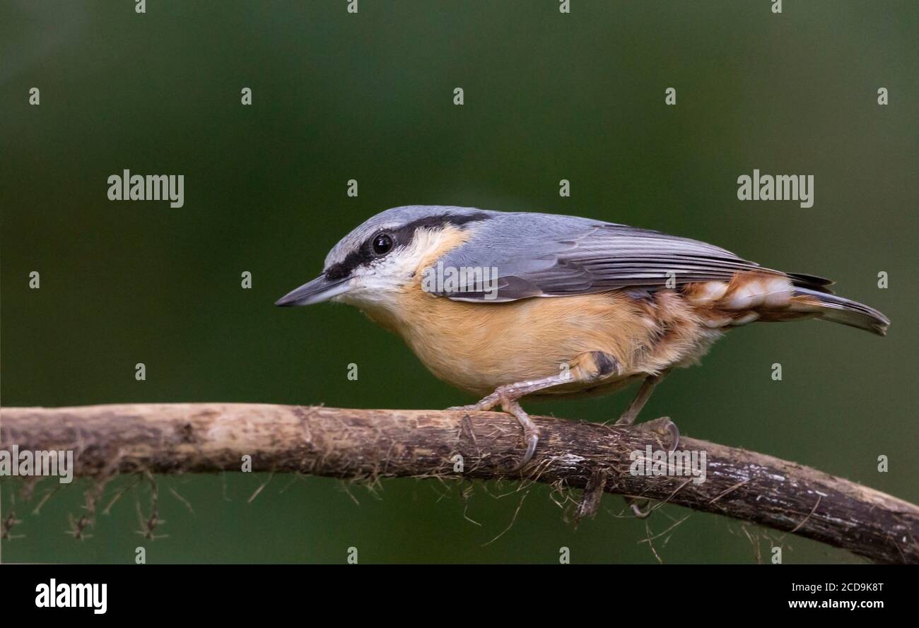 Chisle like bill hi-res stock photography and images - Alamy