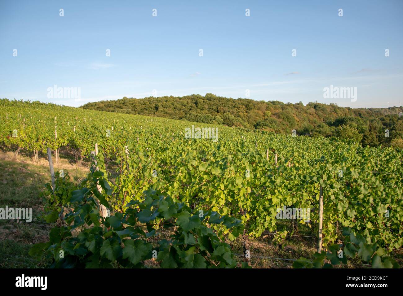 Beautiful shot of slope farmland on a clear sky background Stock Photo ...