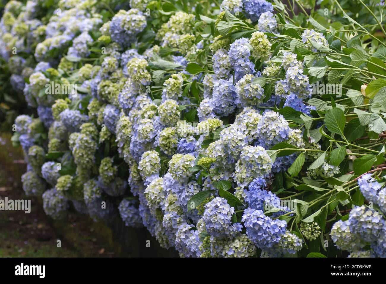 Hydrangea Chinensis High Resolution Stock Photography and Images - Alamy