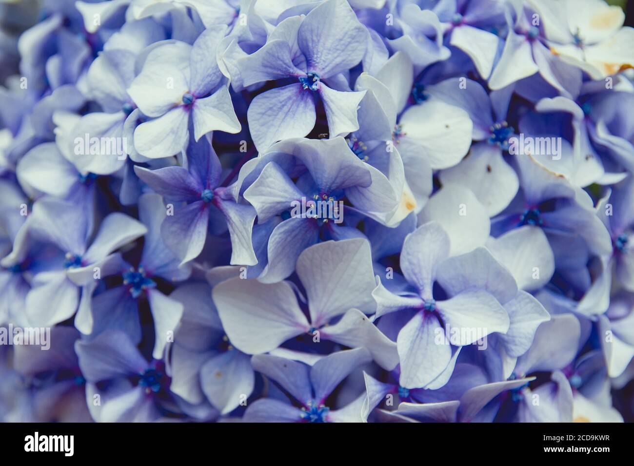 Hydrangea chinensis hi-res stock photography and images - Alamy