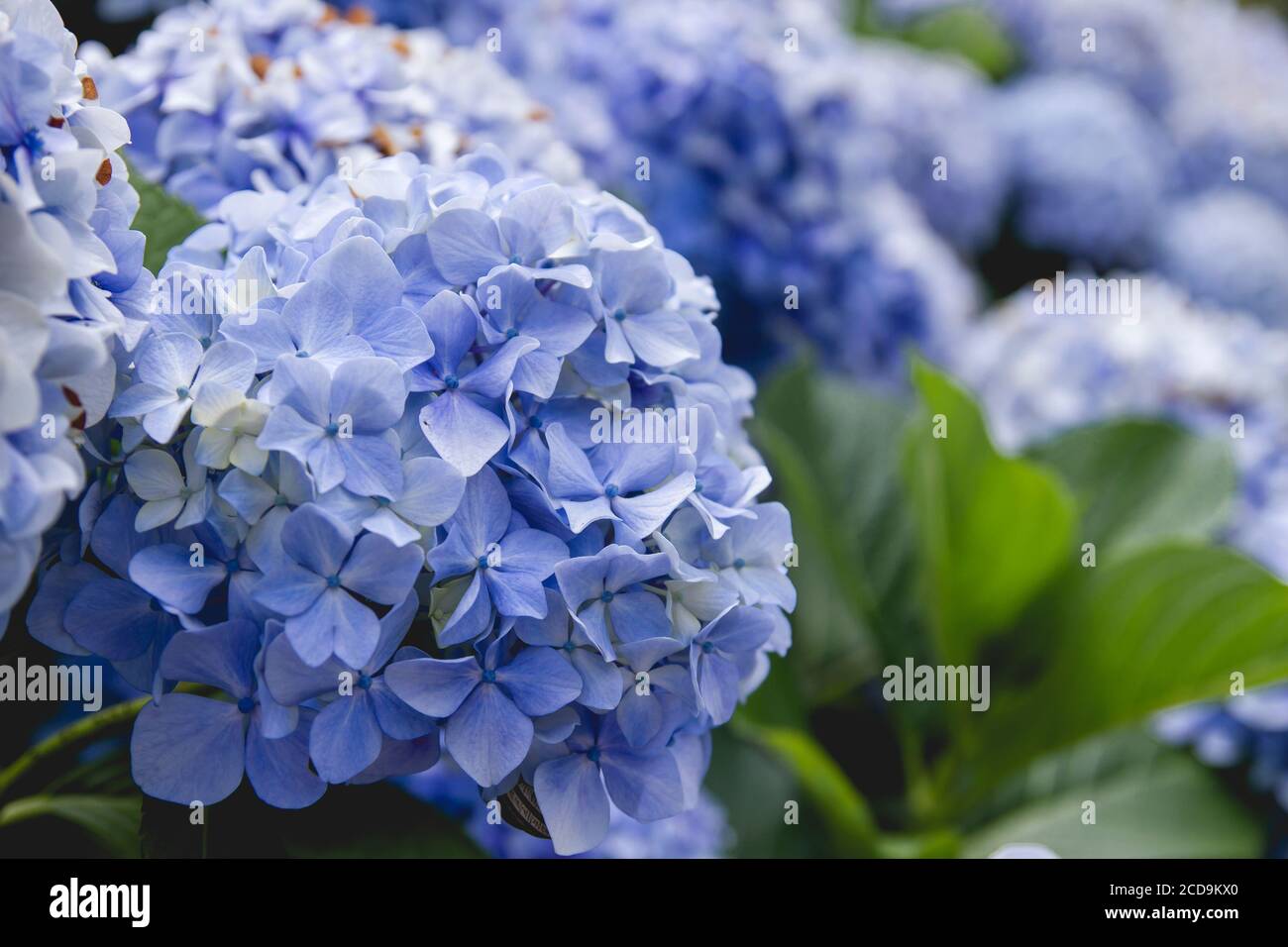Hydrangea Chinensis High Resolution Stock Photography and Images - Alamy
