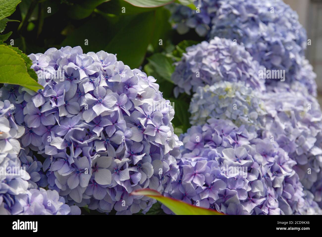 Hydrangea chinensis hi-res stock photography and images - Alamy
