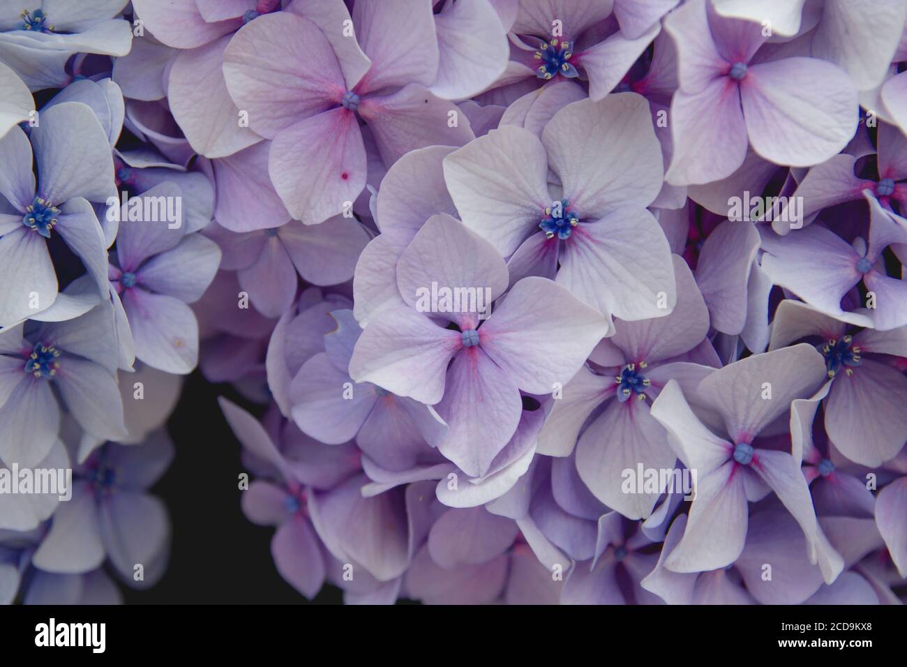 Hydrangea chinensis hi-res stock photography and images - Alamy
