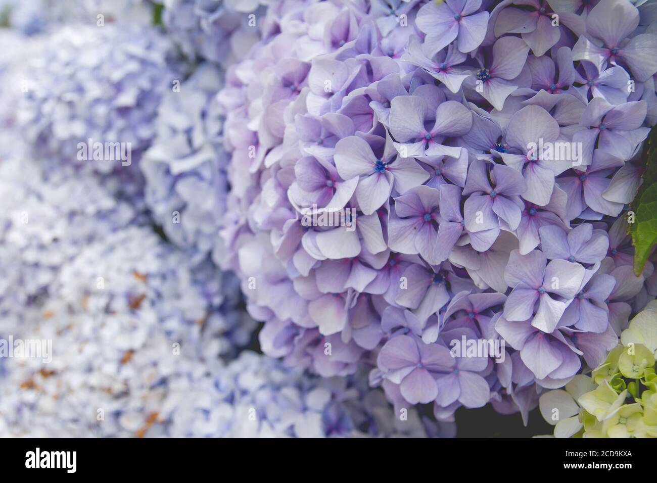 Hydrangea Chinensis High Resolution Stock Photography and Images - Alamy
