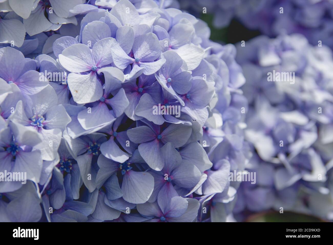 Hydrangea chinensis hi-res stock photography and images - Alamy
