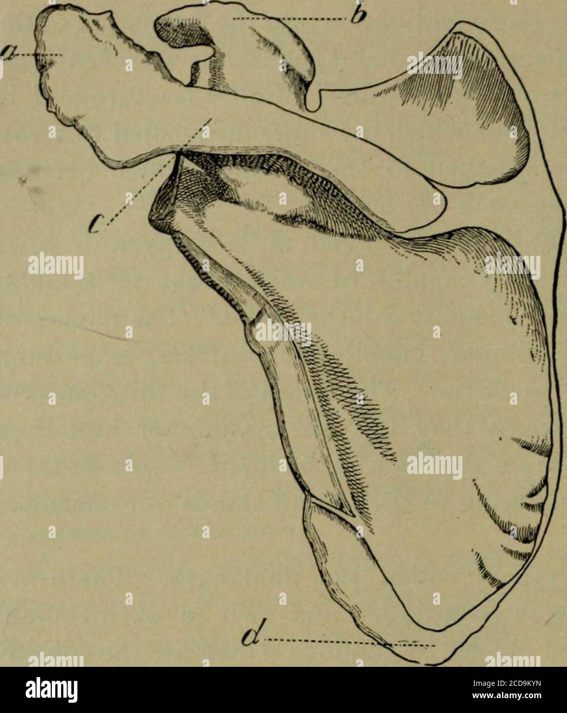 . The new medical world. A book for reference and consultation ...