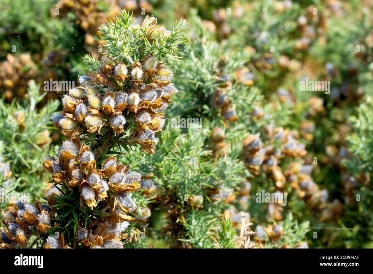 Ulex europaeus pod hi-res stock photography and images - Alamy