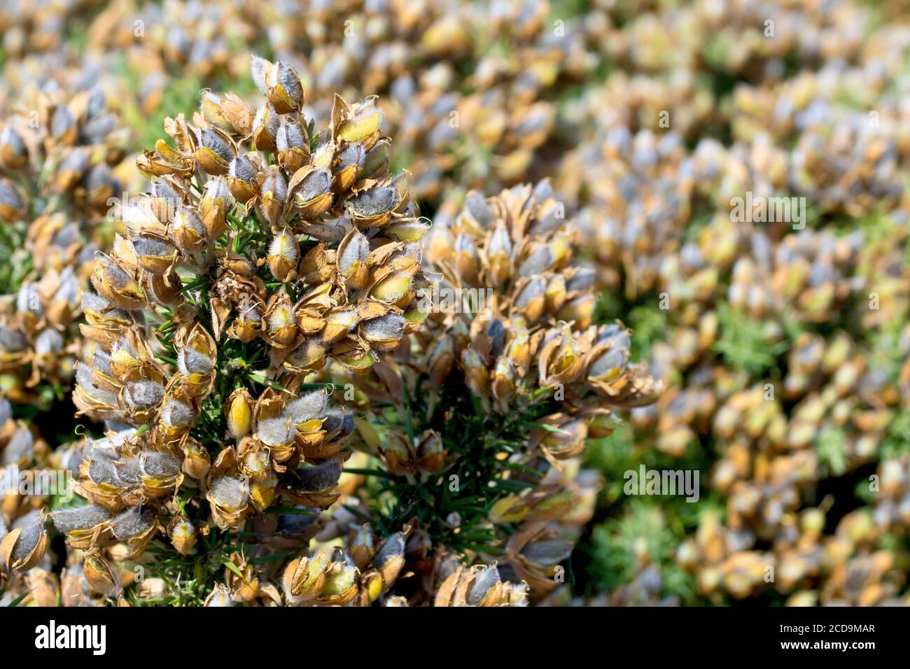 Ulex europaeus pod hi-res stock photography and images - Alamy