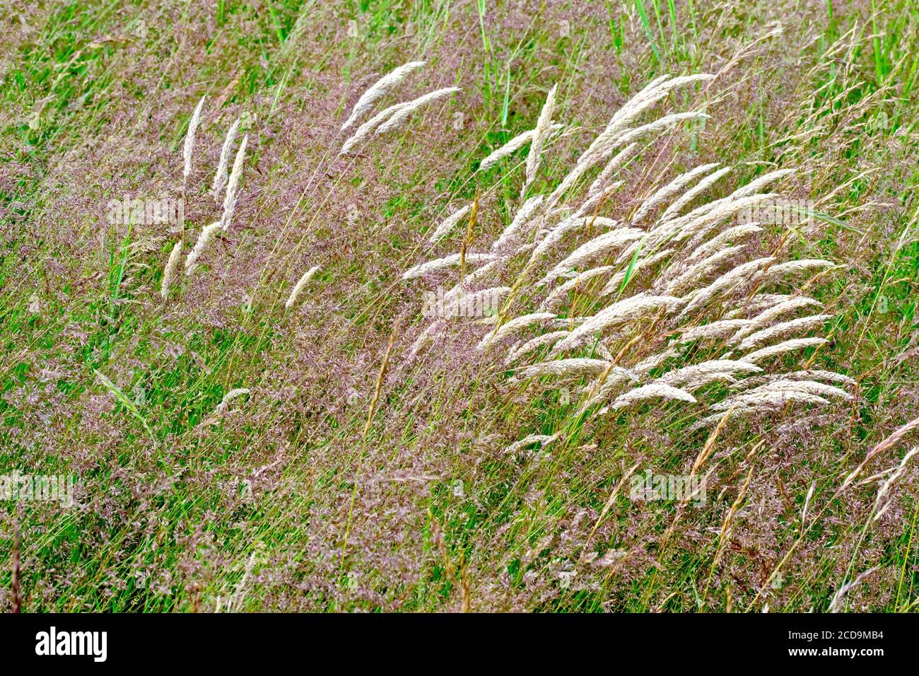 Long grasses hi-res stock photography and images - Alamy