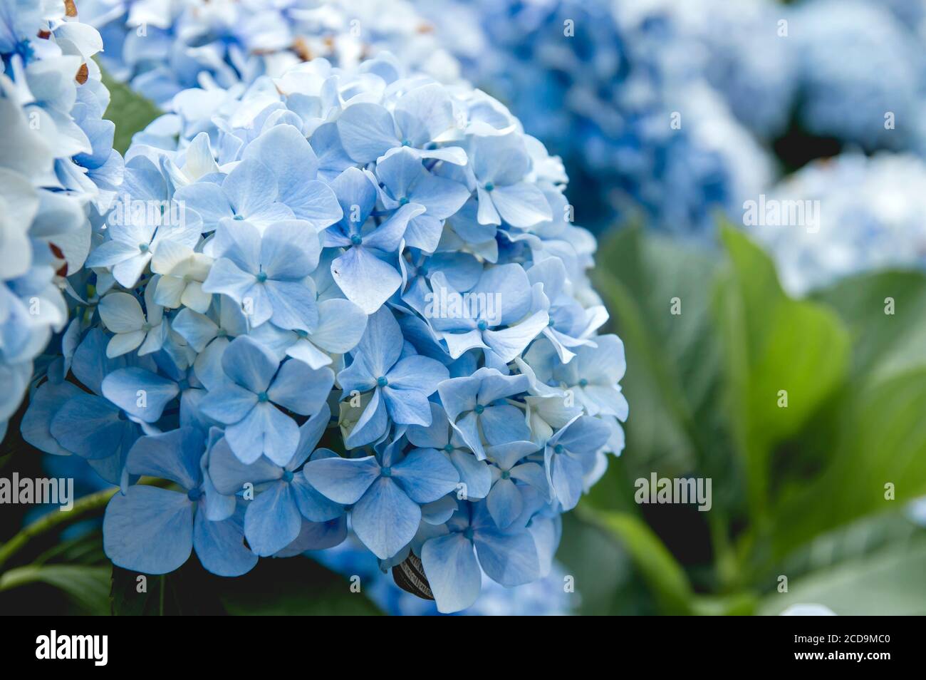 Hydrangea chinensis hi-res stock photography and images - Alamy