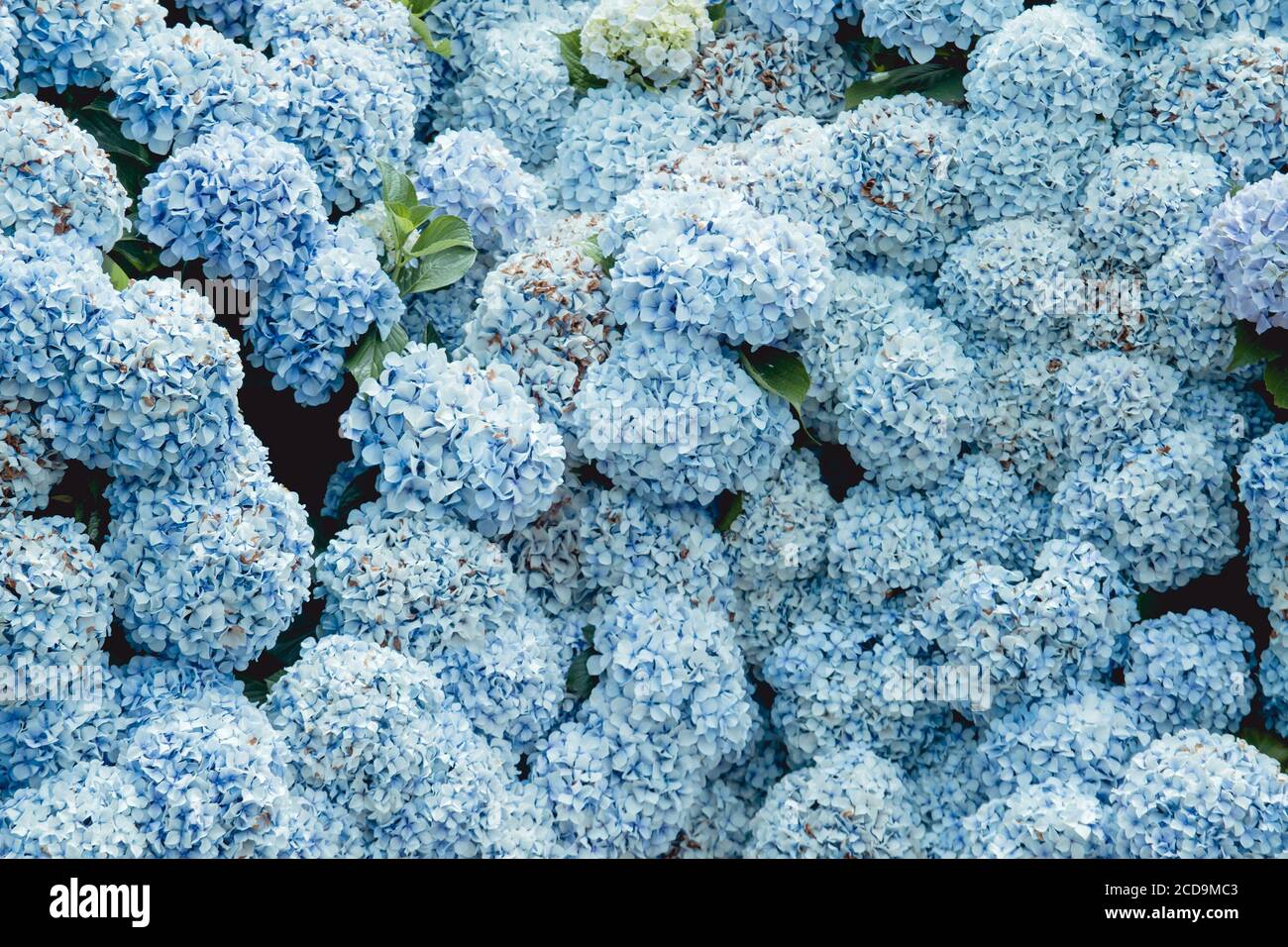 Hydrangea chinensis hi-res stock photography and images - Alamy