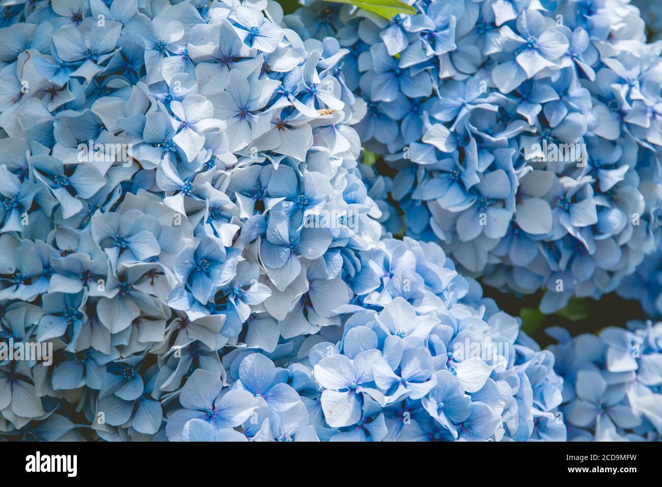 Hydrangea chinensis hi-res stock photography and images - Alamy