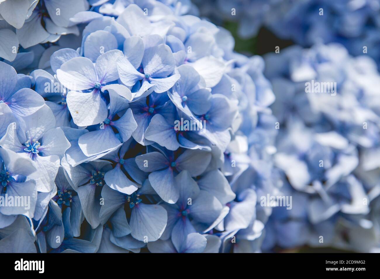Hydrangea chinensis hi-res stock photography and images - Alamy