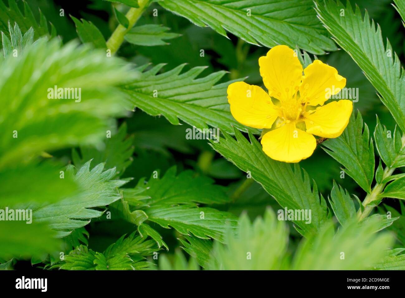 Silverweed (potentilla anserina), close up showing a solitary flower ...