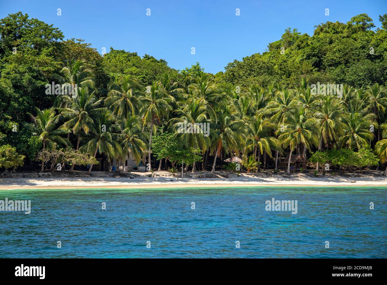 Seaside landscape with white beach and palm tree jungle. Palm trees on ...