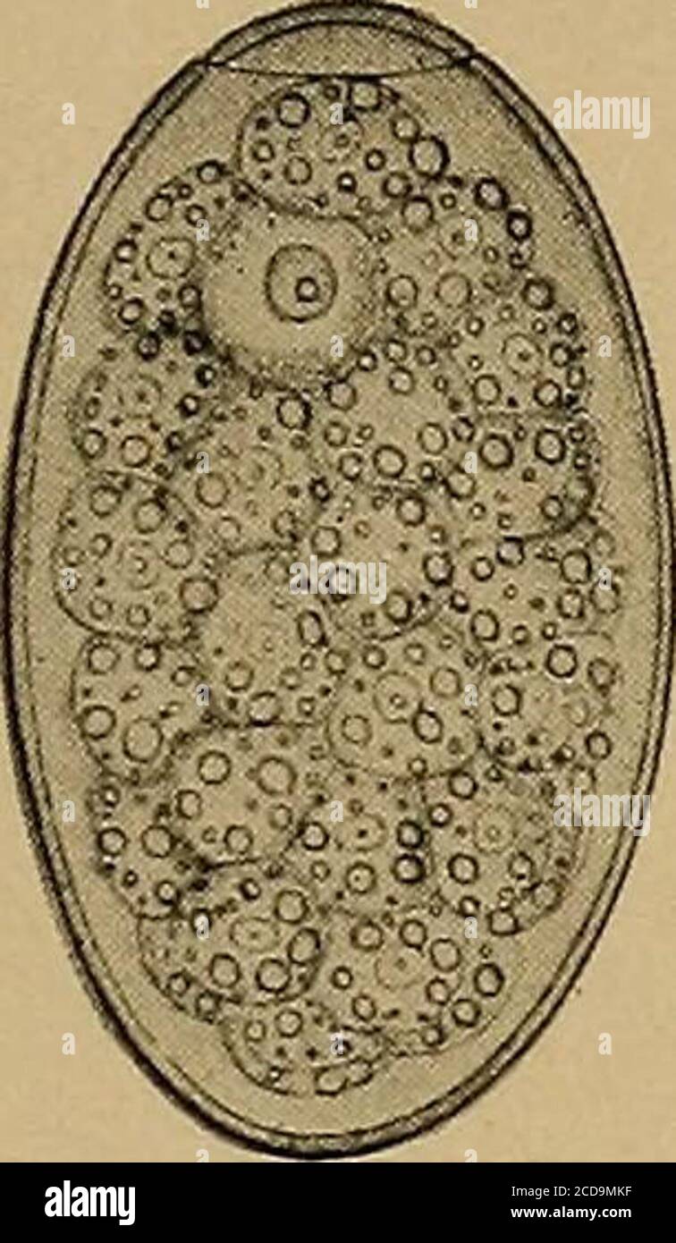 Taenia solium saginata hi-res stock photography and images - Alamy