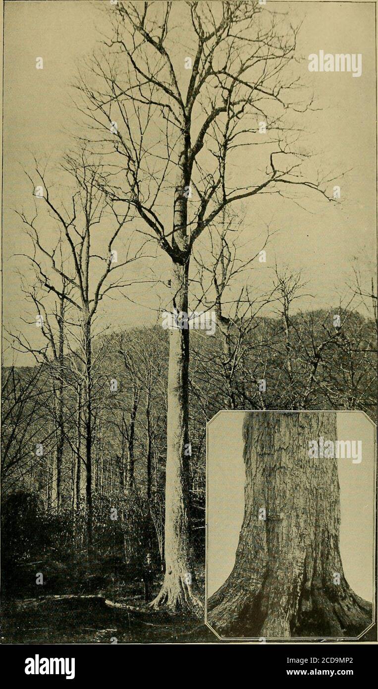 . Timber trees and forests of North Carolina . It occurs throughout ...