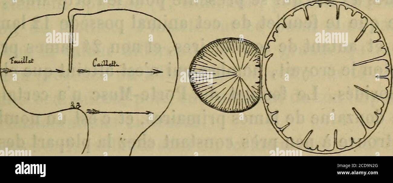 Membrane muqueuse hi-res stock photography and images - Alamy