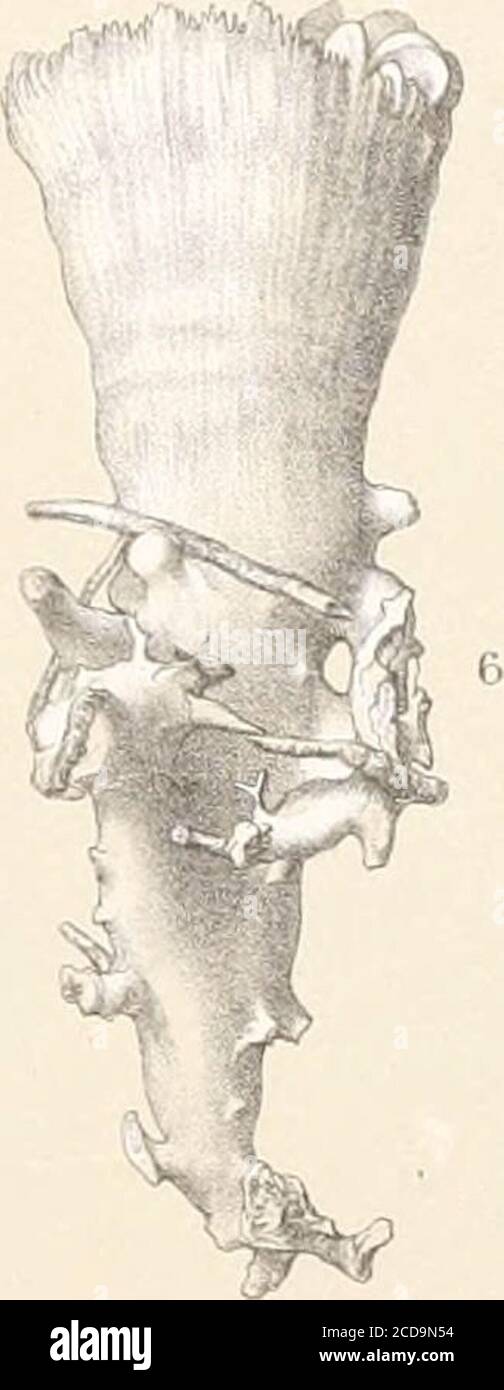 . Report on the scientific results of the voyage of H.M.S. Challenger ...