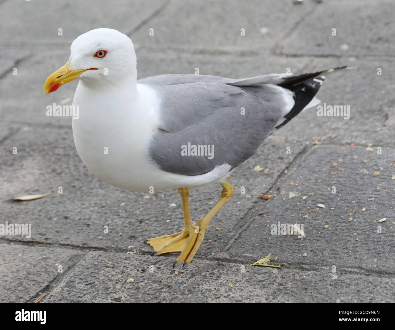 big Gull with yellow beak and webbed paws walks in the town square ...