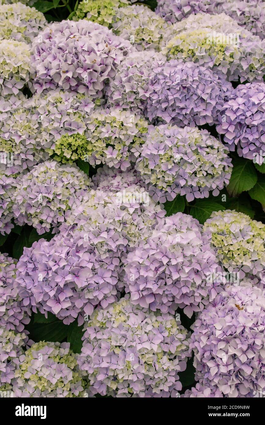Purple colored hydrangea flowers blooming Stock Photo - Alamy