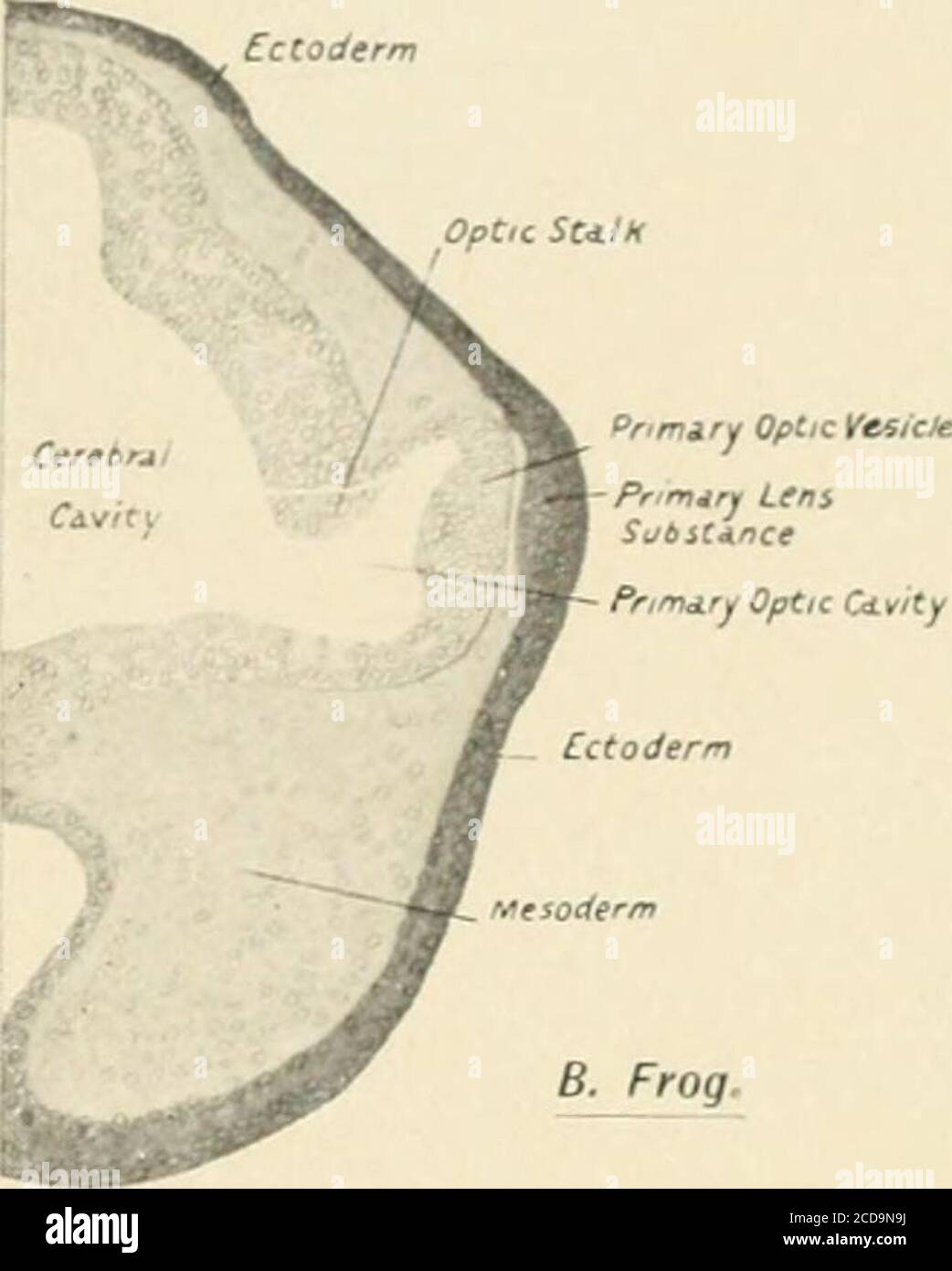 Embryonic eye hi-res stock photography and images - Alamy