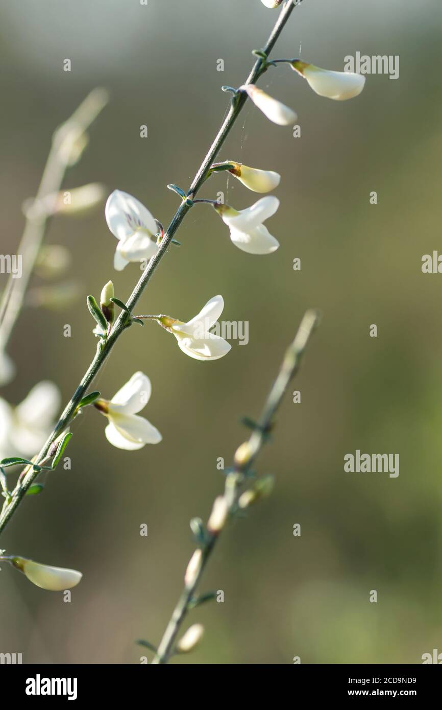 Cytisus multiflorus hi-res stock photography and images - Alamy