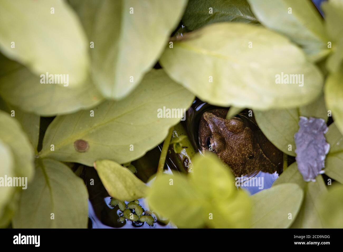 Wild frog hiding in the foliage in a garden pond Stock Photo - Alamy