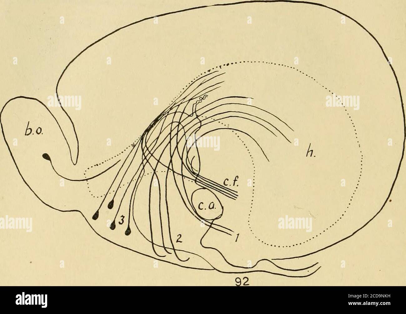 . Journal of comparative neurology . Fig. 90 Diagram of the septal ...