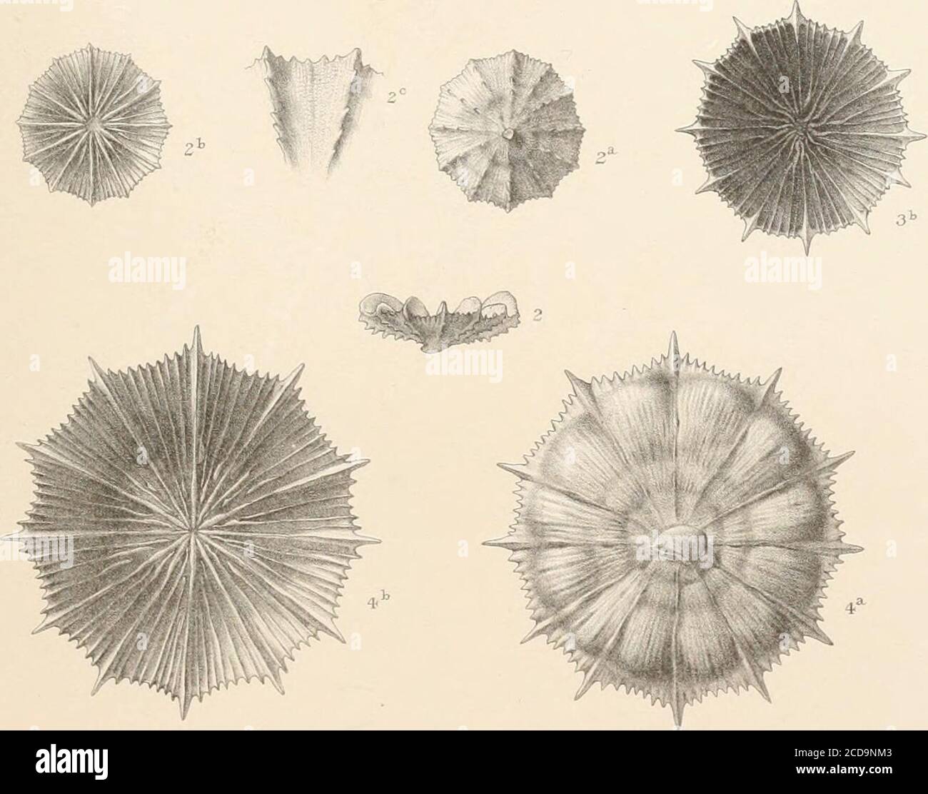 . Report on the scientific results of the voyage of H.M.S. Challenger ...