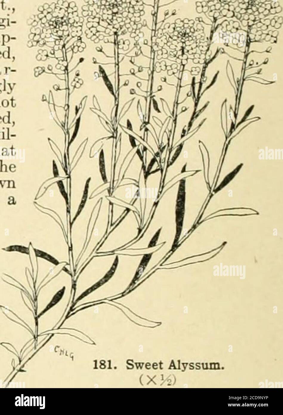 White rose filaments hi-res stock photography and images - Alamy