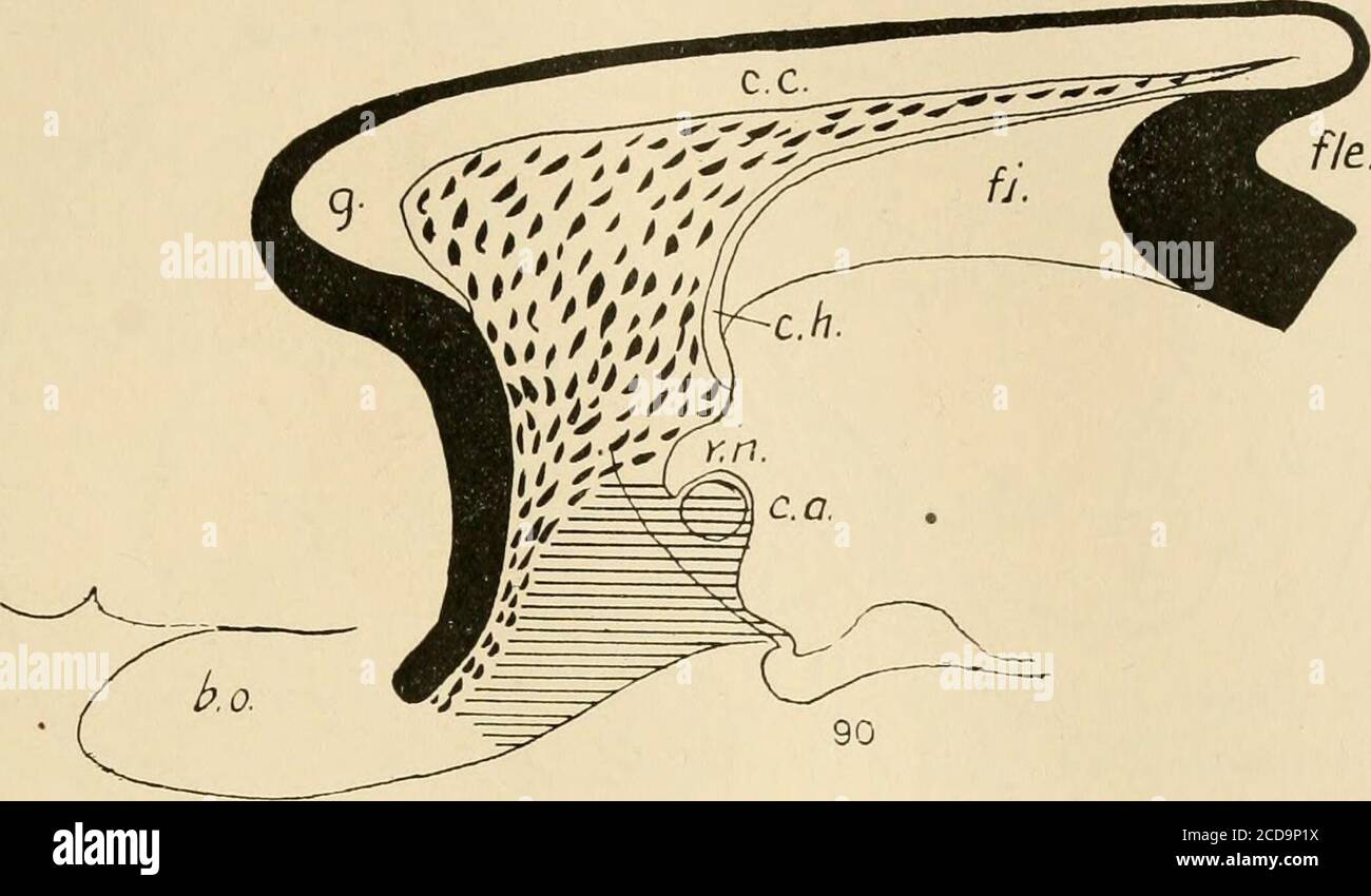 . Journal of comparative neurology . Fig. 88 Diagram of the brain of ...