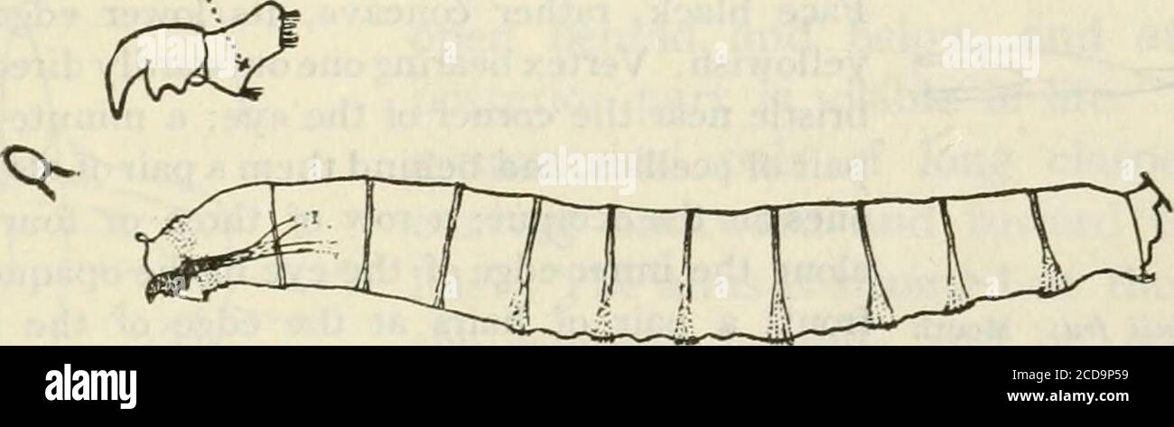Microscopic teeth hi-res stock photography and images - Alamy