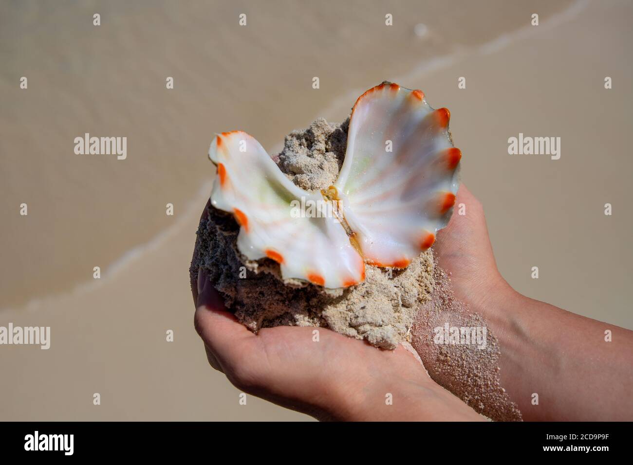 Sea shell in woman's hands on tropical beach background. Tropical ...