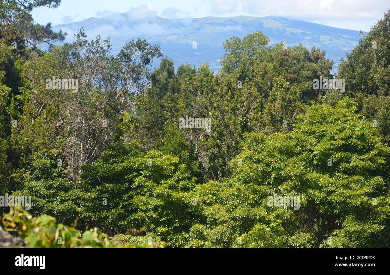 Lush vegetation in Pico island, Azores archipelago Stock Photo - Alamy